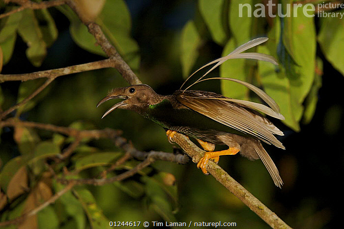 Stock photo of Wallace's Standardwing Bird of Paradise (Semioptera ...