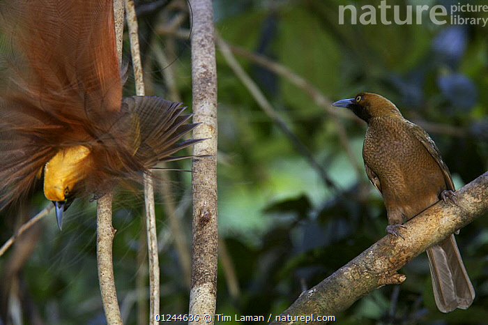 Stock photo of Goldie's Bird of Paradise (Paradisaea decora) male ...