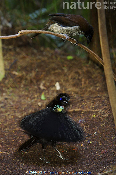 Stock photo of Male Western Parotia (Parotia sefilata) bird of paradise ...