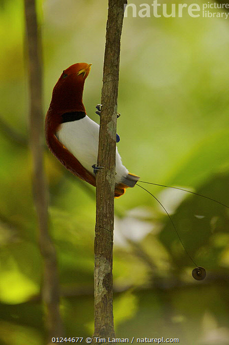 Stock photo of Male King Bird of Paradise (Cicinnurus regius) on his ...