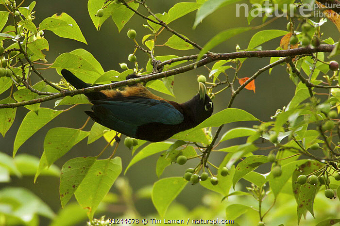 Stock photo of Blue Bird of Paradise (Paradisaea rudolphi) female ...