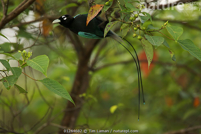 Stock photo of Blue Bird of Paradise (Paradisaea rudolphi) male in ...