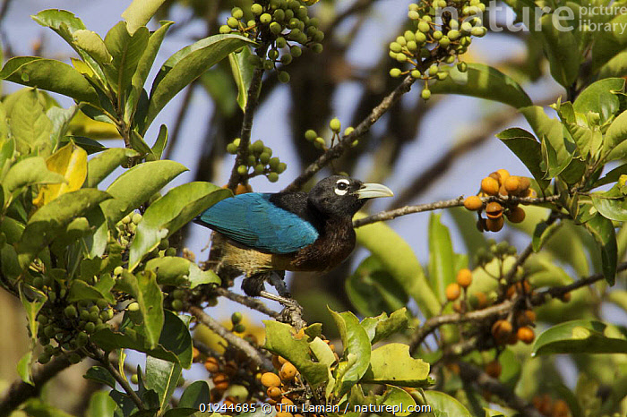 Stock photo of Blue Bird of Paradise (Paradisaea rudolphi) female ...