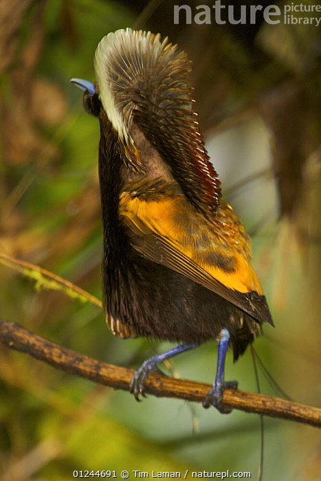 Magnificent Bird Of Paradise
