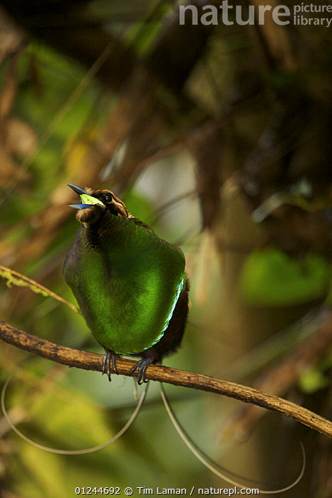 Magnificent Bird Of Paradise