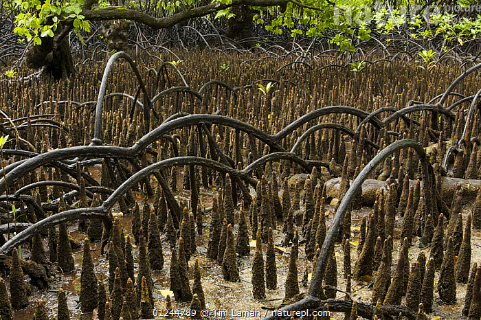 Stock photo of Arched roots of Red mangrove (Rhizophora mangle) cross ...