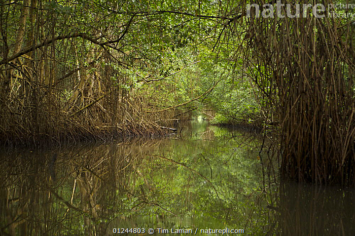 Stock photo of Red mangrove {Rhizophora mangle} tree canopy covers a ...