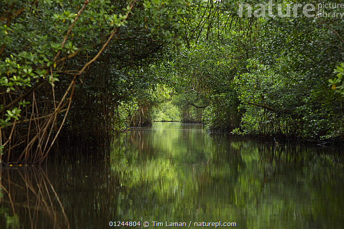 Stock photo of Red mangrove {Rhizophora mangle} tree canopy covers a ...