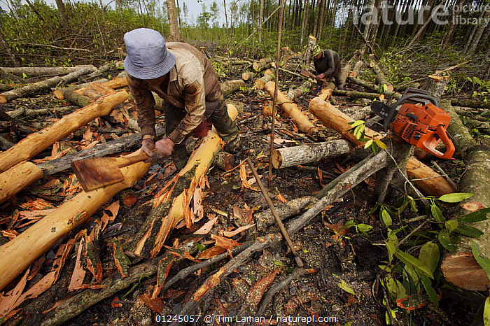 Stock photo of Logging in the Matang mangrove forest, where (Rhizophora ...