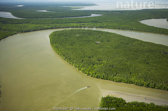 Stock photo of Aerial view of Matang mangrove forest, site of 100 year ...