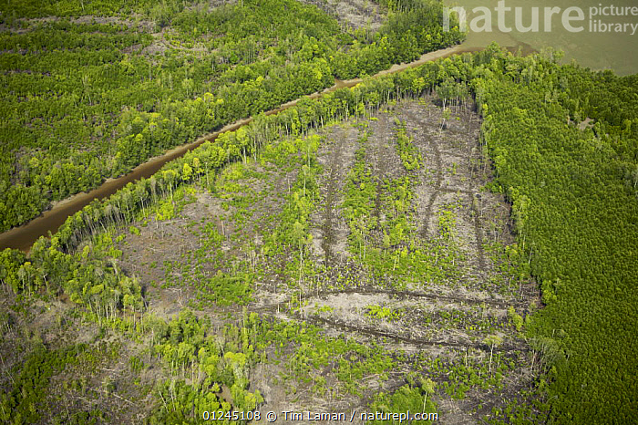 Stock photo of Aerial view of Matang mangrove forest, site of 100 year ...