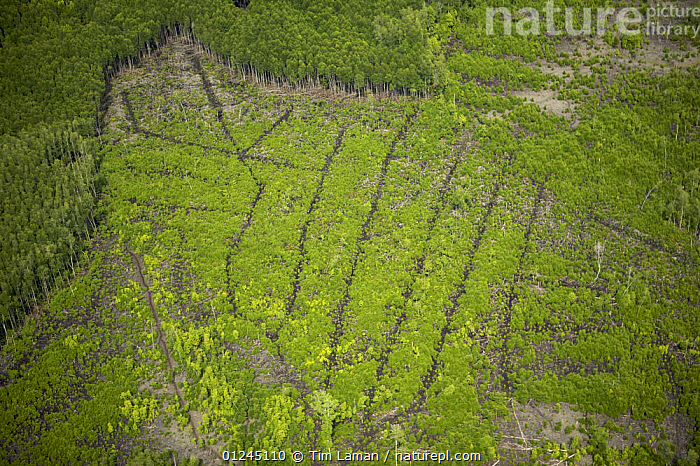 Stock photo of Aerial view of Matang mangrove forest, site of 100 year ...