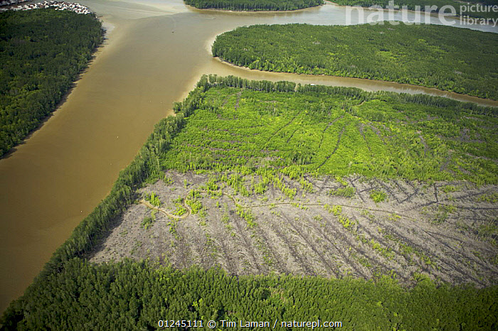 Stock photo of Aerial view of Matang mangrove forest, site of 100 year ...
