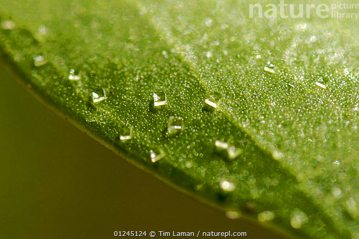 Stock photo of Salt crystals on the surface of a (Avecinnia sp ...