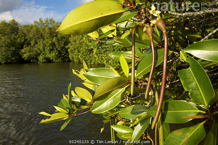 Stock photo of Mangrove propagules sprouting while still on the tree ...