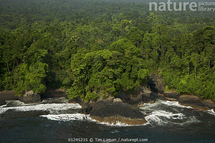 Equatorial Forest Bioko Island Equatorial Stock Photo Pico Basile In