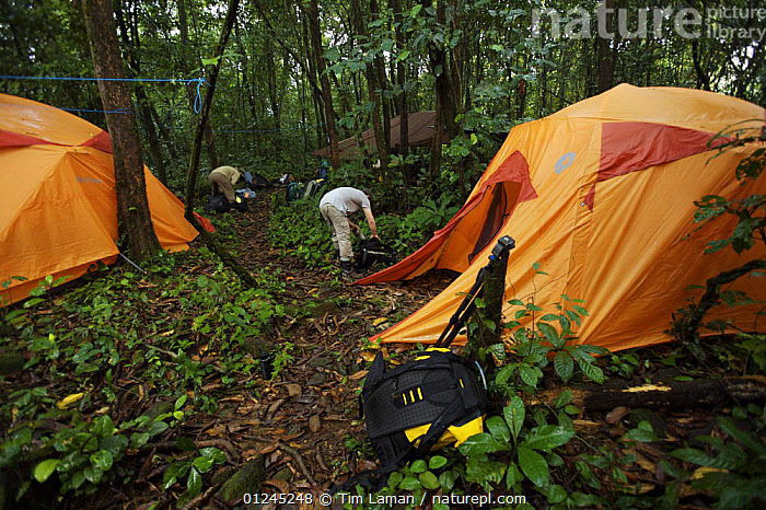 Stock photo of Campsite in the rainforest of Bioko Island. Intermediate ...