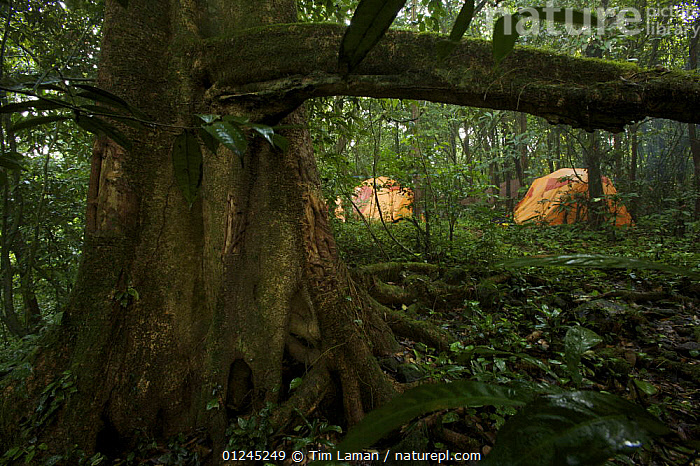 Equatorial Forest Bioko Island Equatorial Stock Photo Pico Basile In