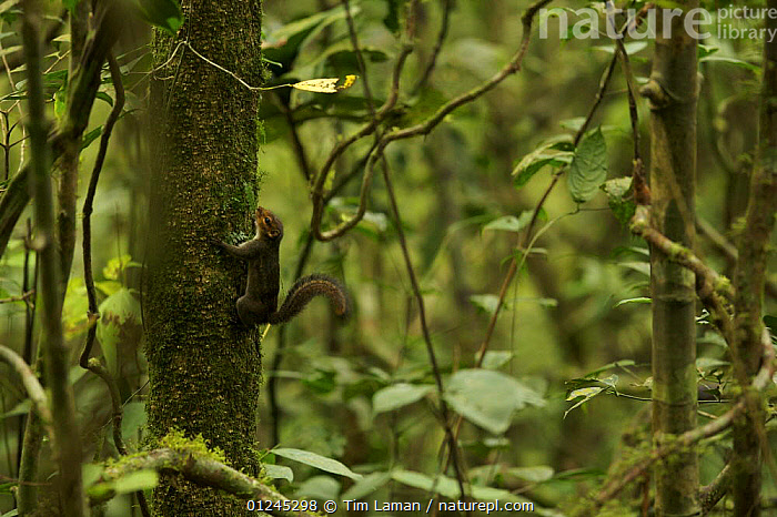 Stock photo of Red-cheeked Rope Squirrel (Funisciurus leucogenys) in ...