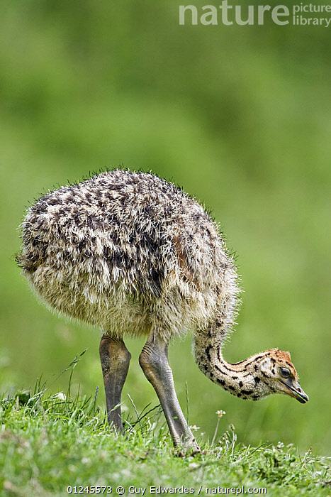 Stock photo of Ostrich chick {Struthio camelus} captive, Port Lympne ...