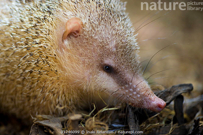 Stock photo of Common tailless tenrec (Tenrec ecaudatus) captive, from ...