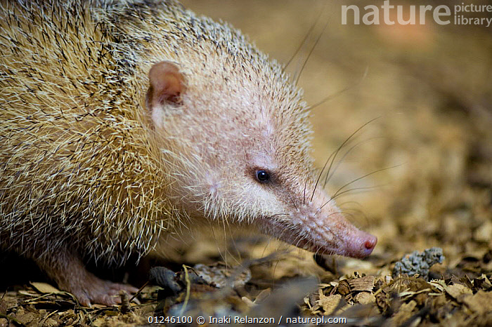 Stock photo of Common tailless tenrec (Tenrec ecaudatus) captive, from ...