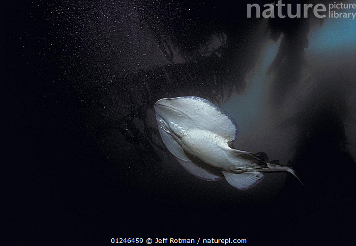 Stock photo of Pacific electric / Round torpedo ray (Torpedo ...