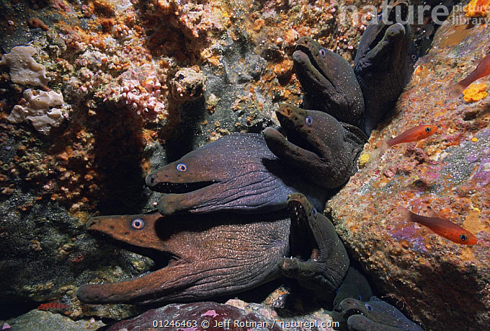 Stock photo of Fine-spotted moray eels (Gymnothorax dovii) living in ...