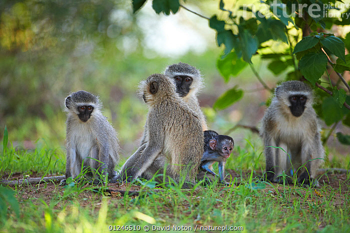 Stock photo of Family of Vervet monkeys (Cercopithecus pygerythrus ...