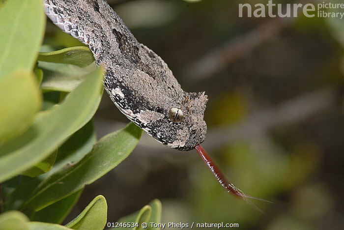 Stock photo of Male Southern adder snake (Bitis armata) scenting air ...