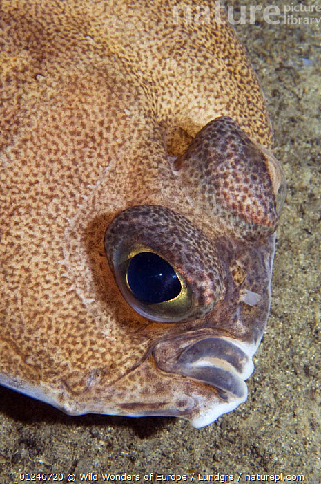 Stock photo of Witch flounder (Glyptocephalus cynoglossus) portrait ...