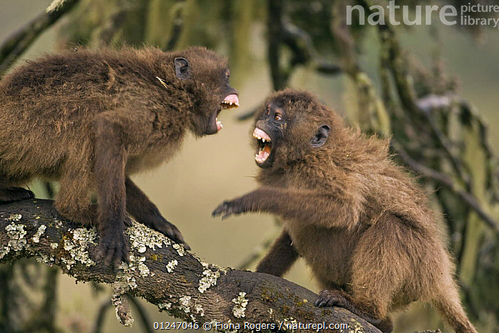 Stock photo of Two Gelada baboon (Theropithecus gelada) juveniles play ...