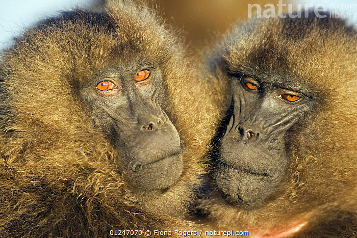 Stock photo of Two Gelada baboons (Theropithecus gelada) Simien ...