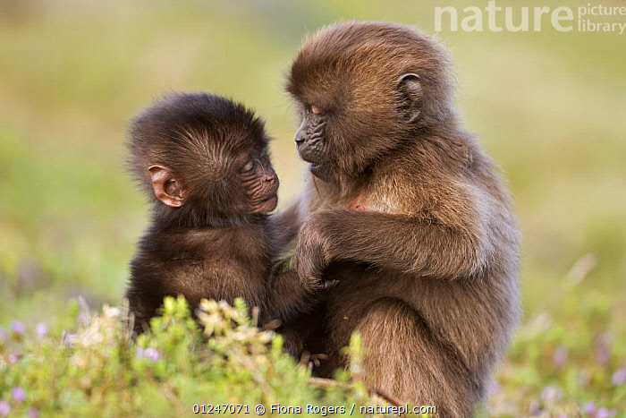 Stock photo of Gelada baboon (Theropithecus gelada) infant, aged 1-3 ...