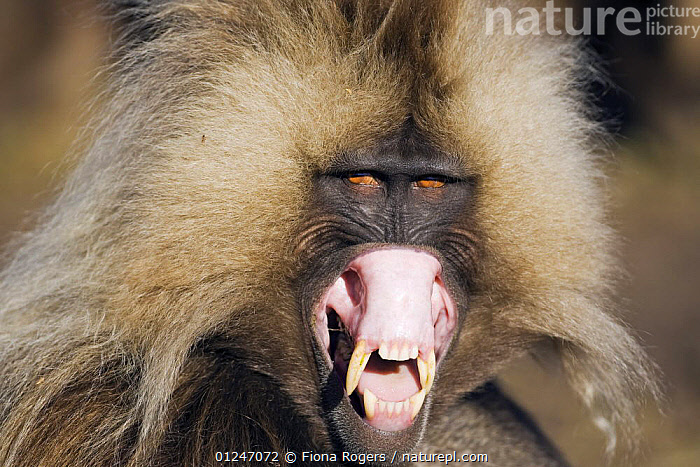 Stock photo of Gelada baboon (Theropithecus gelada) mature male lip ...
