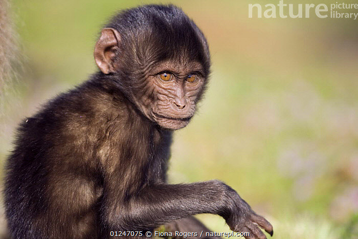 Stock photo of Gelada baboon (Theropithecus gelada) infant, aged 3-6 ...