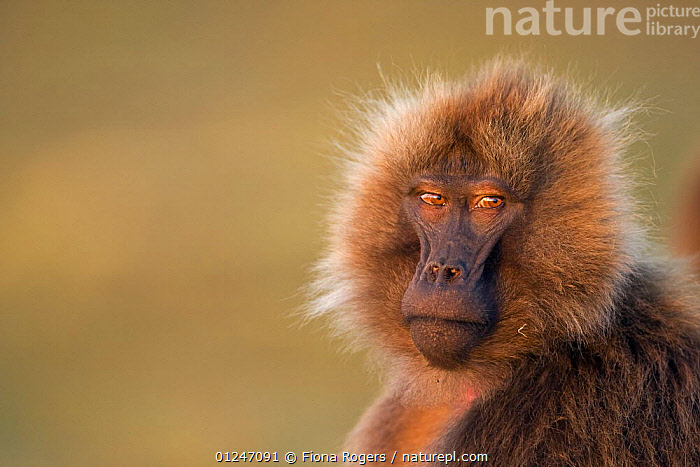 Stock photo of Female Gelada baboon (Theropithecus gelada) portrait ...