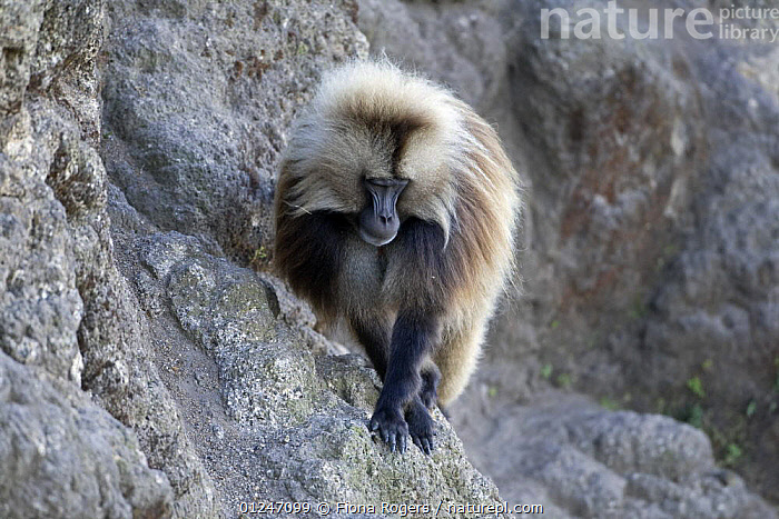 Stock photo of Gelada baboon (Theropithecus gelada) mature male ...