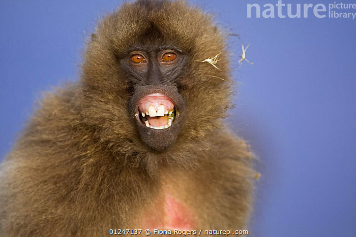Stock photo of Gelada baboon (Theropithecus gelada) female lip flipping ...