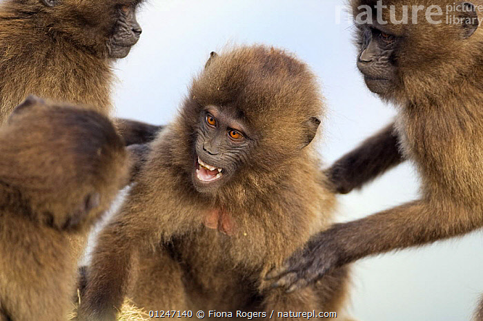 Stock photo of Gelada baboon (Theropithecus gelada) juveniles play ...