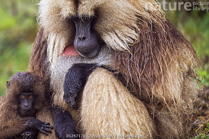 Stock photo of Gelada baboon (Theropithecus gelada) infant huddles up ...