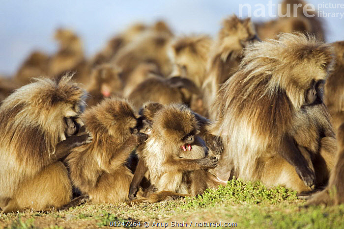 Stock photo of Gelada baboon (Theropithecus gelada) family grooming ...