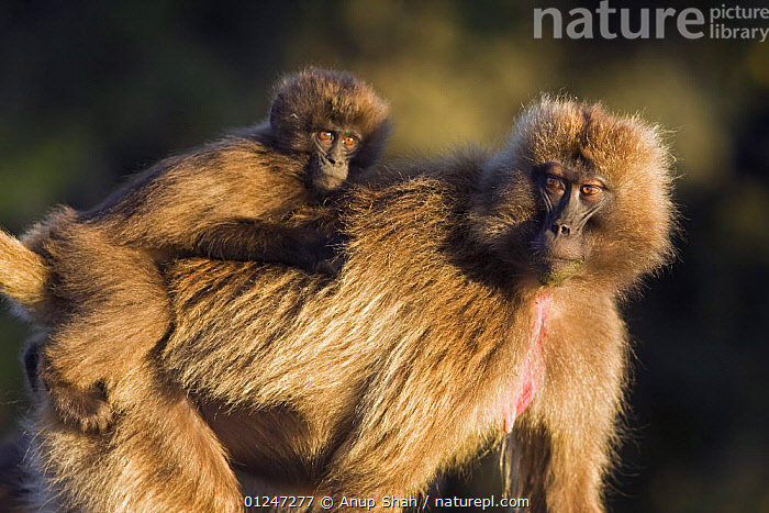Stock photo of Gelada baboon (Theropithecus gelada) female carrying ...