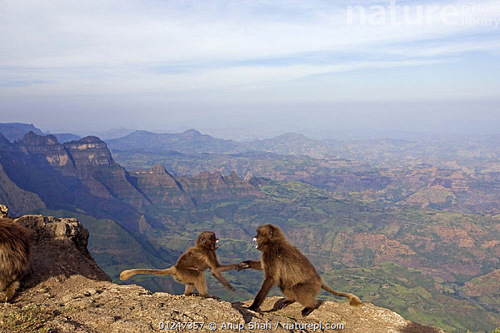 Stock photo of Juvenile Gelada baboons (Theropithecus gelada) play ...