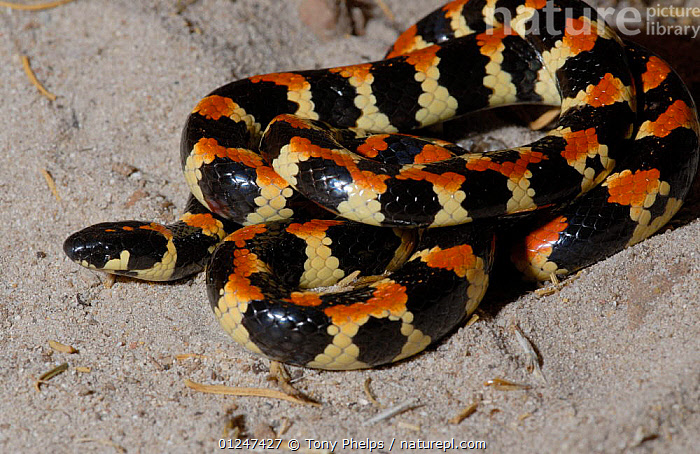 Stock photo of Harlequin Snake (Homoroselaps lacteus) Little Karoo ...