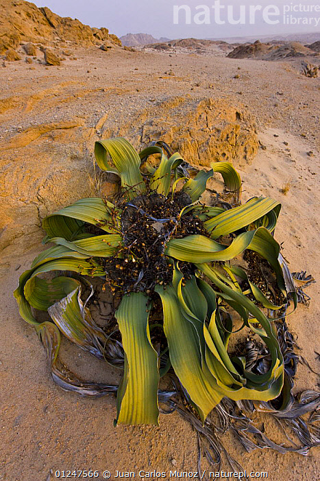 Stock photo of Welwitschia plant {Welwitschia mirabilis} growing in ...