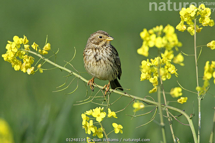 Stock photo of Corn bunting (Miliaria calandra) perched on Rapeseed ...
