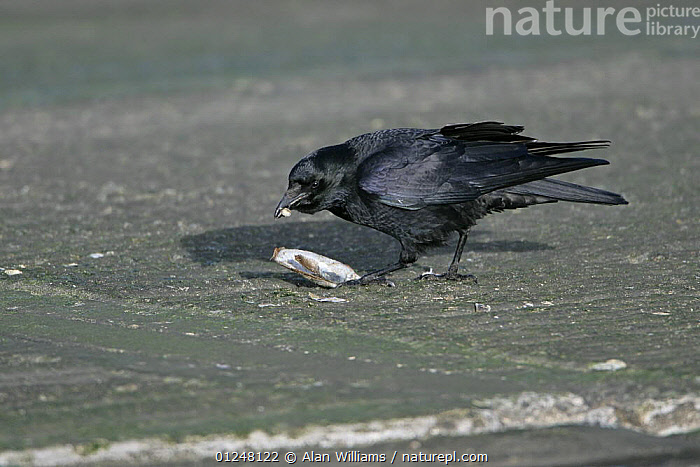 Carrion Dead 14 Carrion Photos