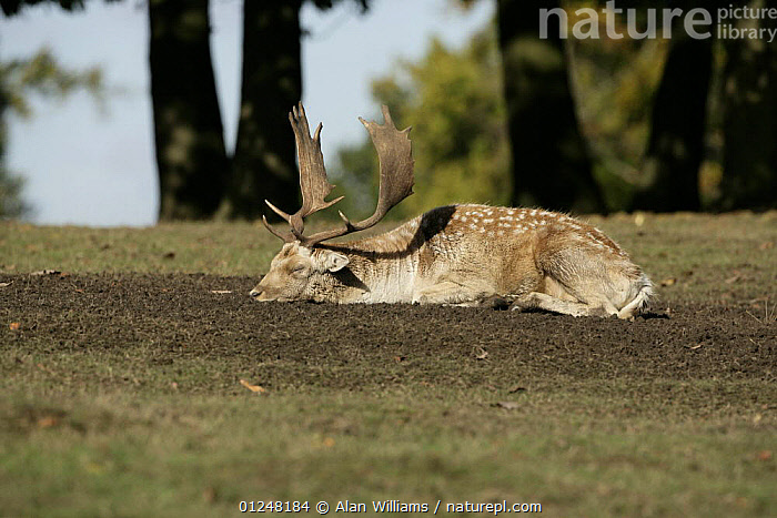 Stock photo of Male Fallow deer (Cervus / Dama dama) asleep, Kent, UK ...