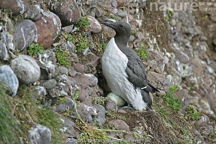 Stock photo of Common guillemot (Uria aalge) at nest with egg on cliff ...